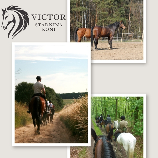 Stadnina Koni Victor » Odznaka Jeżdżę Konno